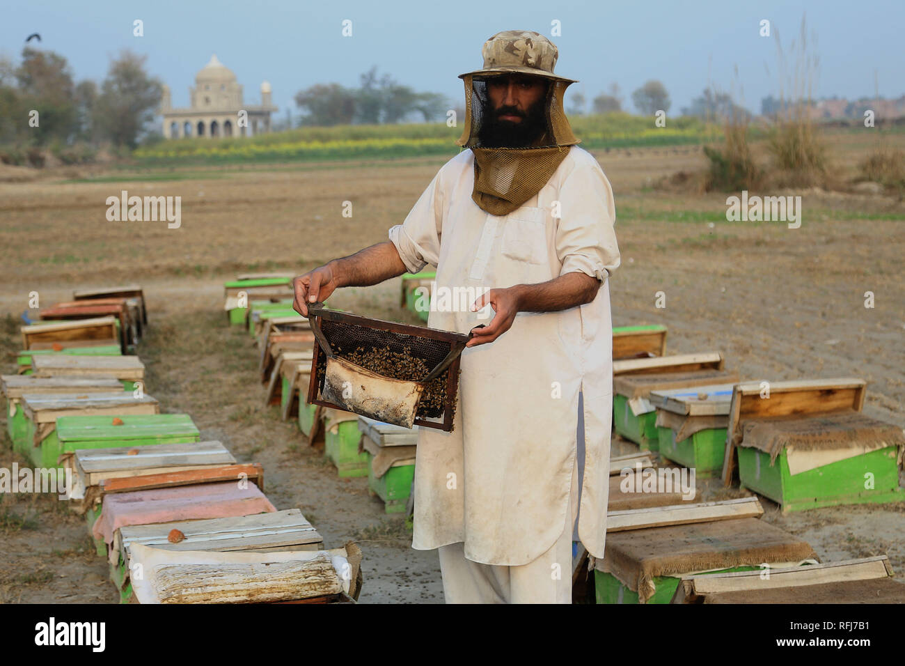 Beekeeper wearing protective gear checks a honeycomb at a bee farm ...