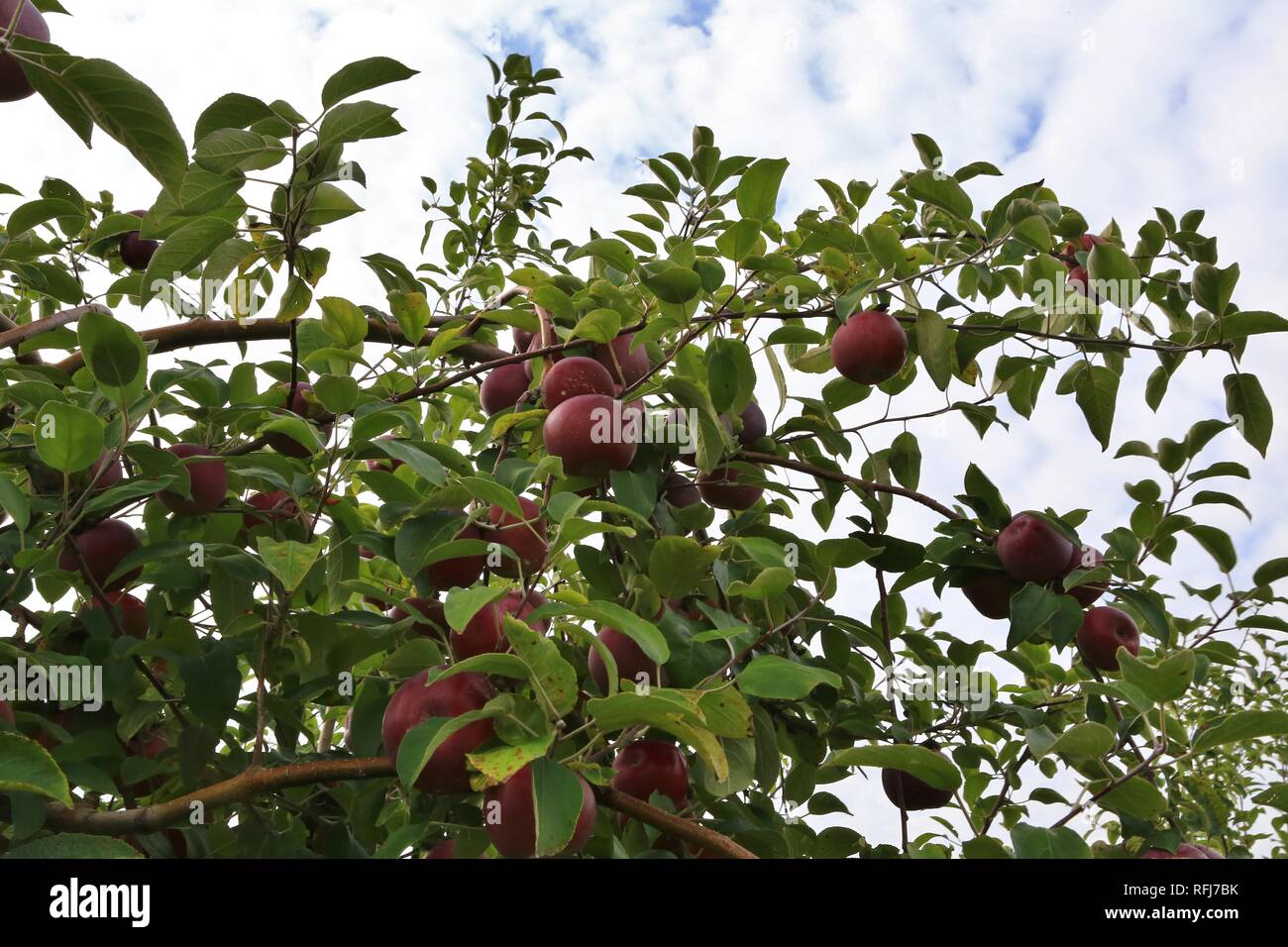 Orchard tree with ripe red Cortland Apples Stock Photo - Alamy