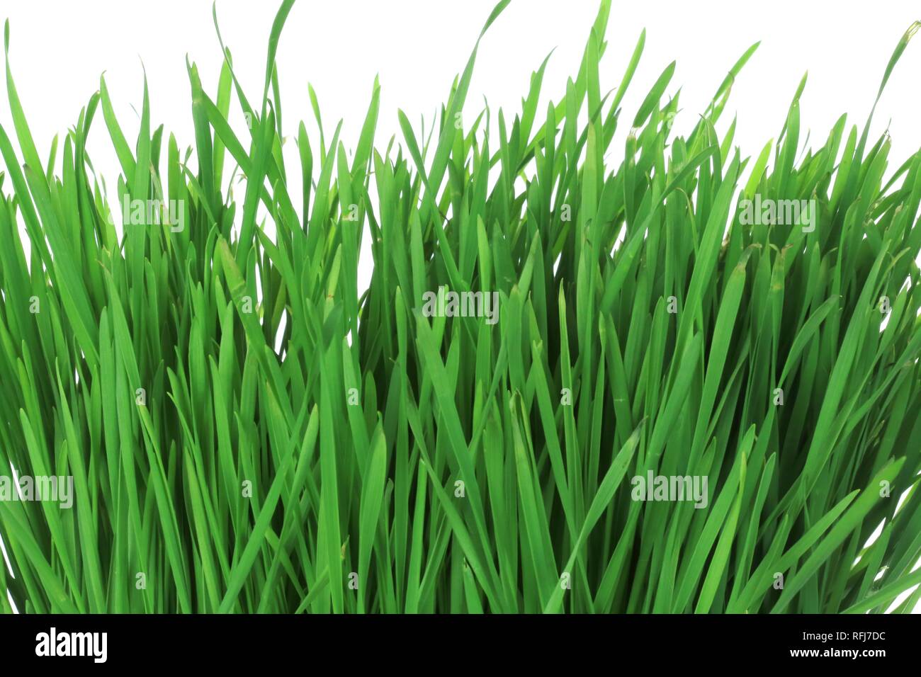 Super grass hi-res stock photography and images - Alamy