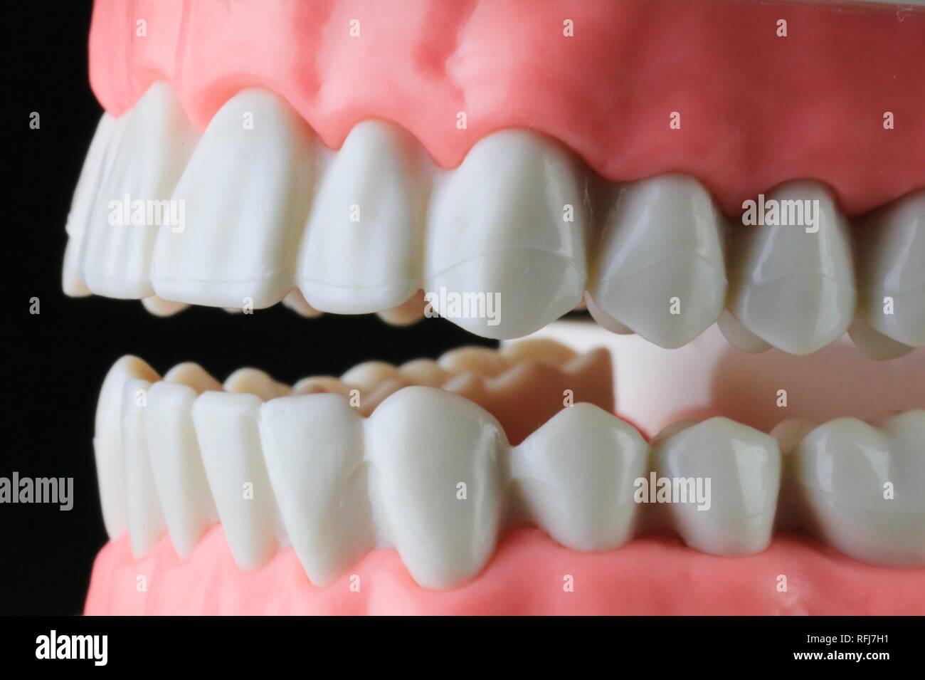 Plastic model of human teeth for dental exams Stock Photo - Alamy