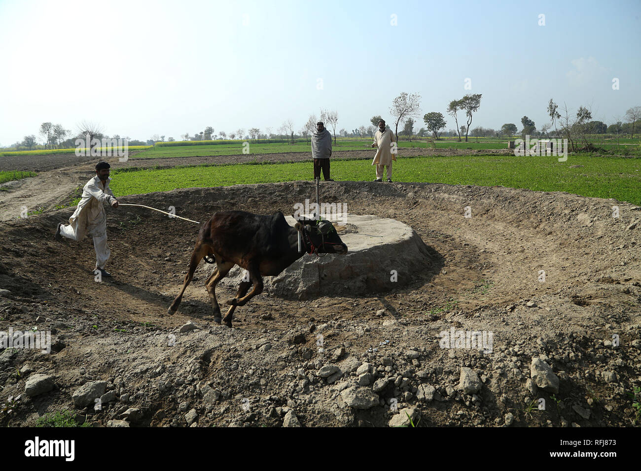 Lahore, Pakistan. 11th Feb, 2018. Villagers busy in their routine work ...