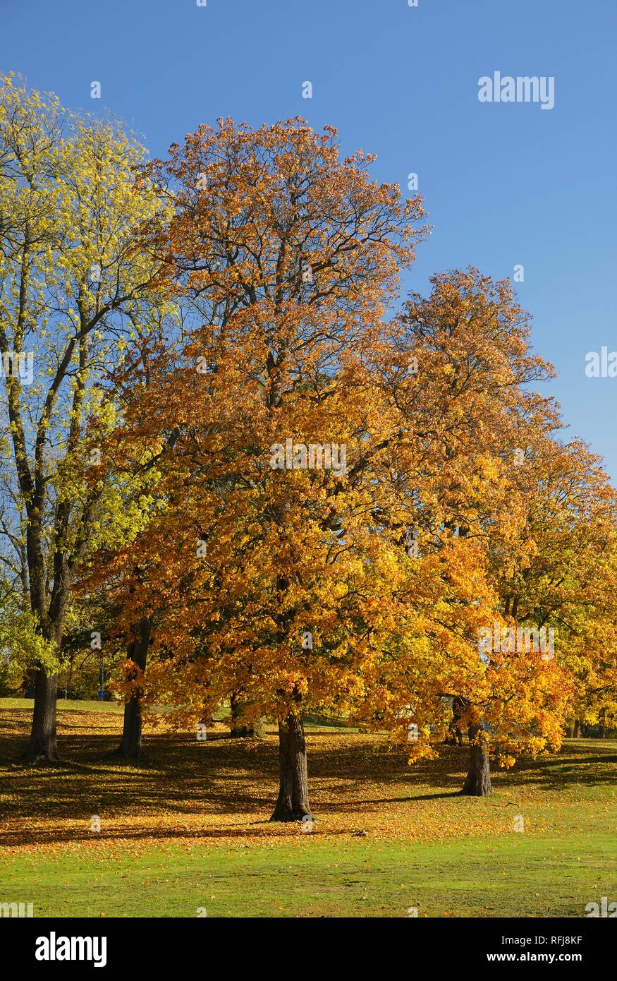 Autumn at backyard and garden. Nature background with colorful trees at ...