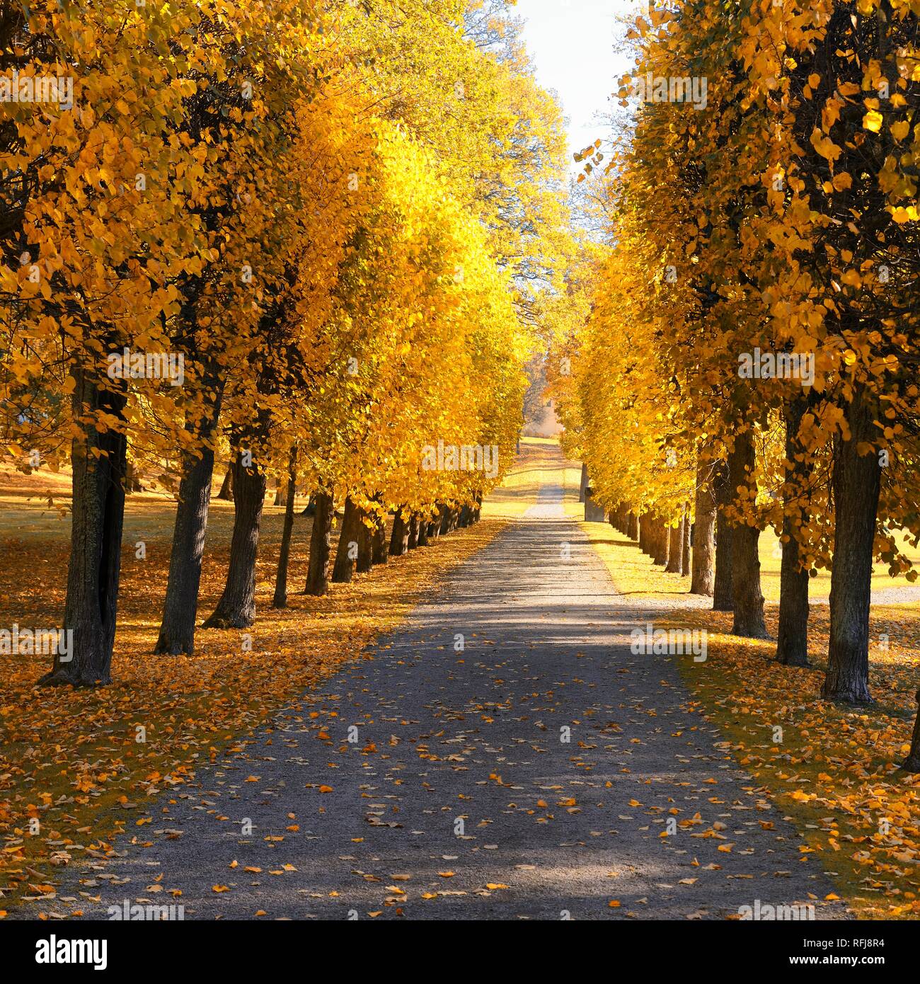 Autumn at backyard and garden. Nature background with colorful trees at ...