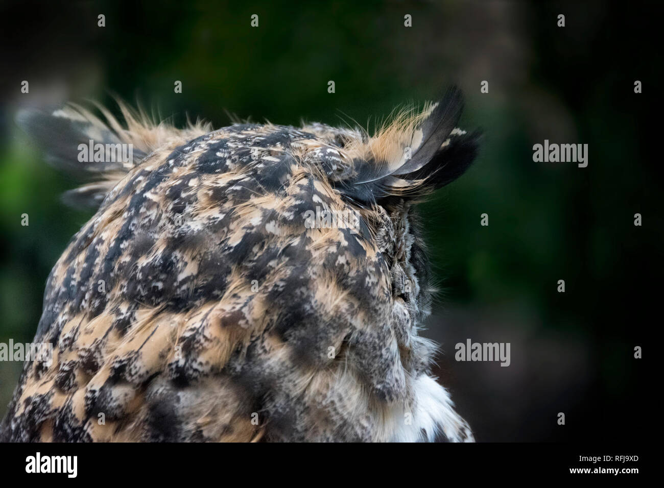 Owl head back hi-res stock photography and images - Alamy