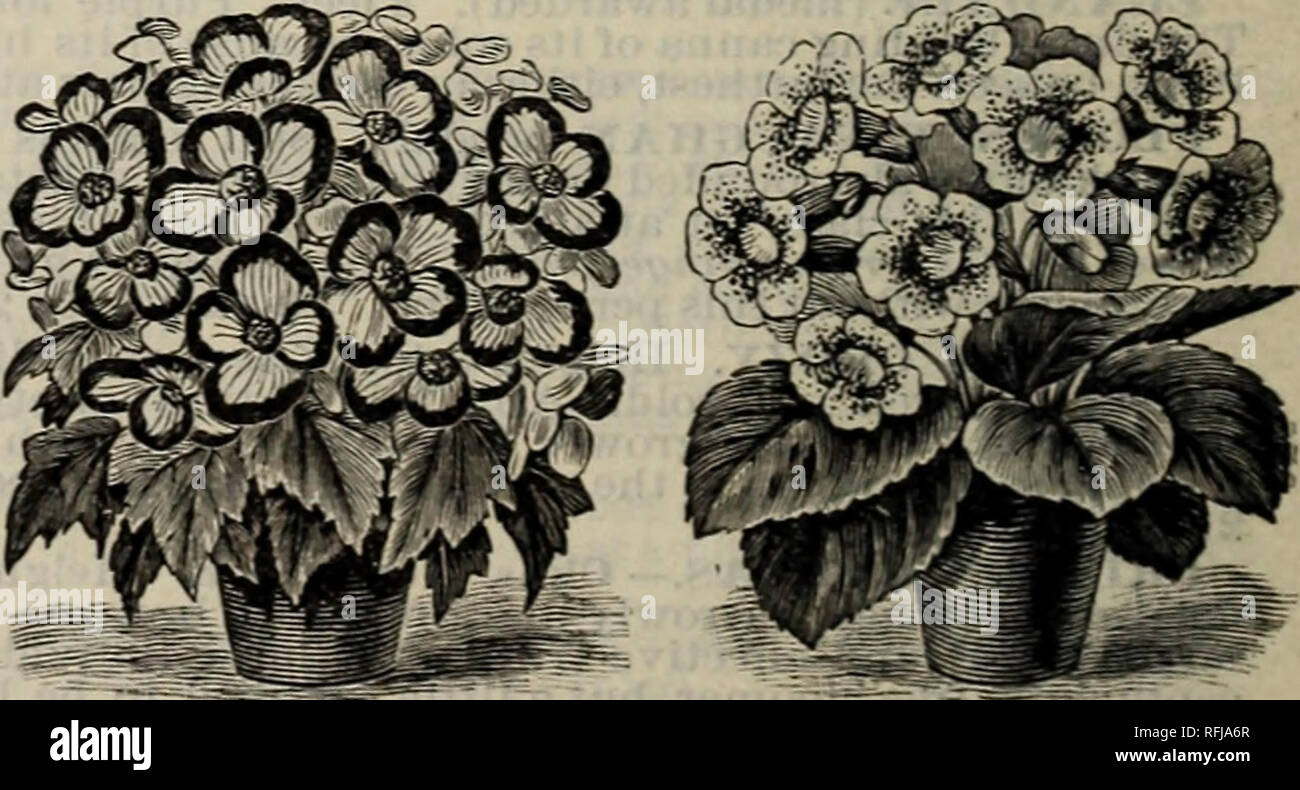 . New and rare plants, bulbs, fruits. Nursery stock New York (State ...