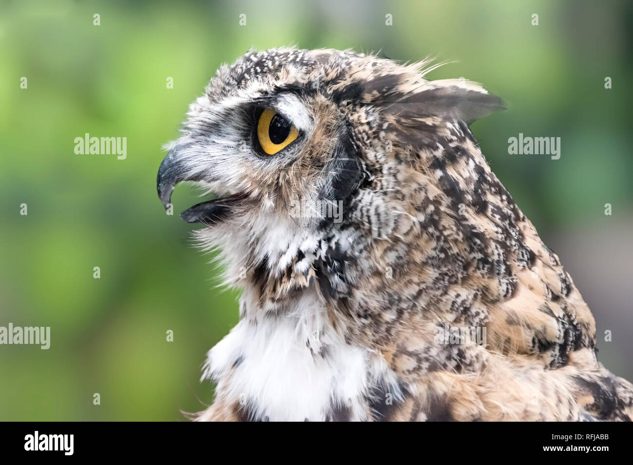 Great horned owl profile hi-res stock photography and images - Alamy
