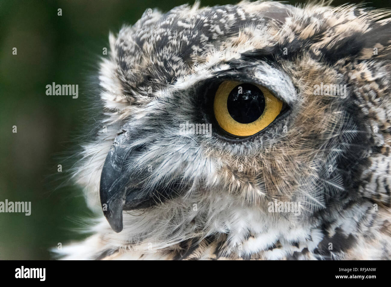 Great Horned Owl closeup of head and eye Stock Photo - Alamy