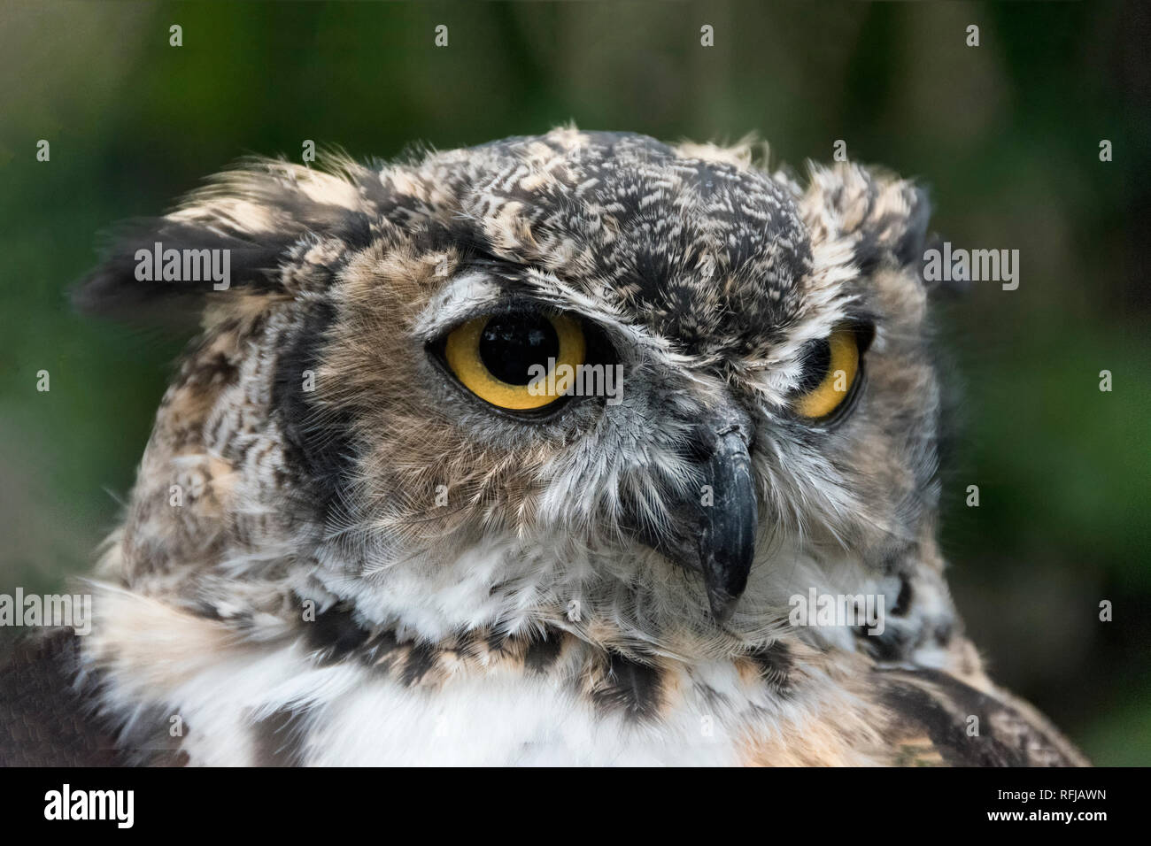 Great Horned Owl close up of head and eyes Stock Photo - Alamy