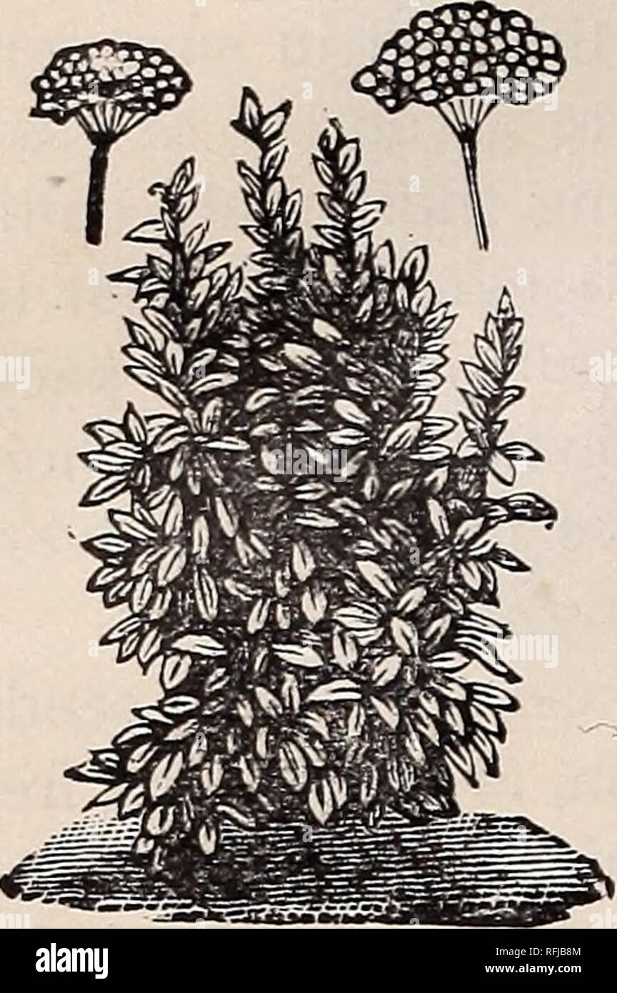 Asthma Bronchial Tubes High Resolution Stock Photography and Images - Alamy