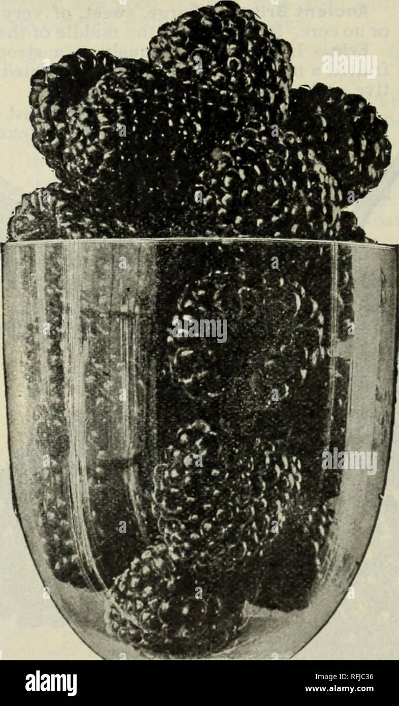 Shaffers colossal raspberry hi-res stock photography and images - Alamy