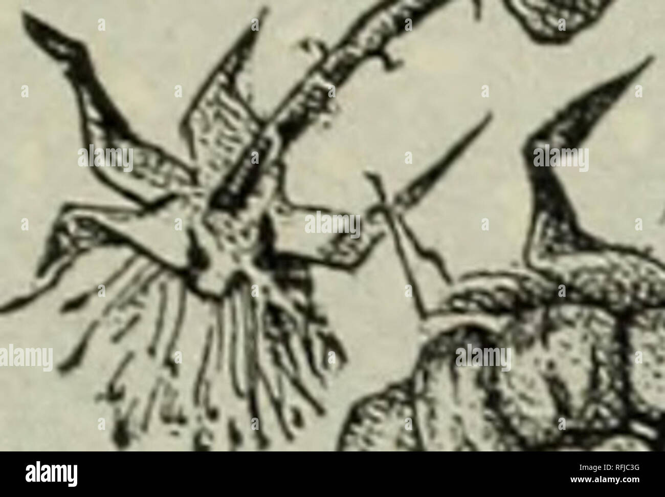 Shaffers colossal raspberry hi-res stock photography and images - Alamy