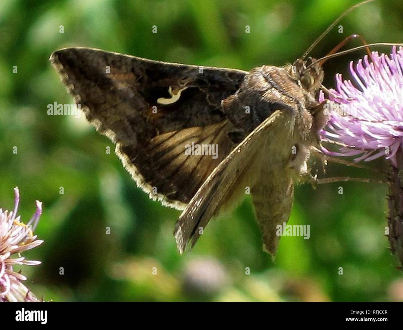 Autographa gamma (Silver Y) Elst (Gld) the Netherlands Stock Photo - Alamy
