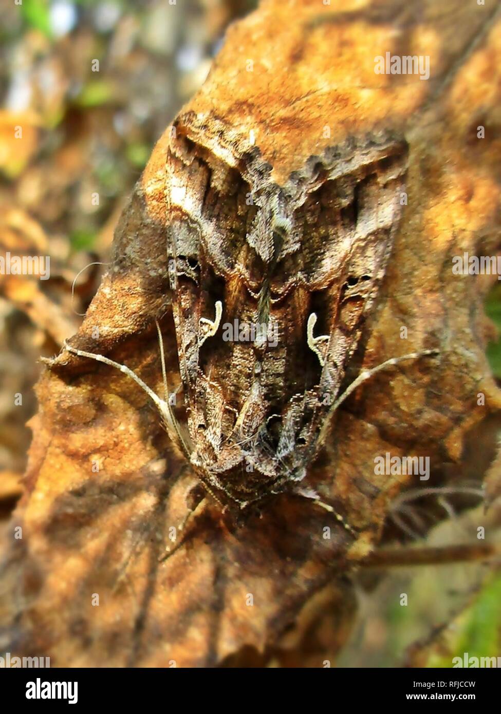 Autographa gamma (Silver Y), Elst (Gld), the Netherlands - 2 Stock ...