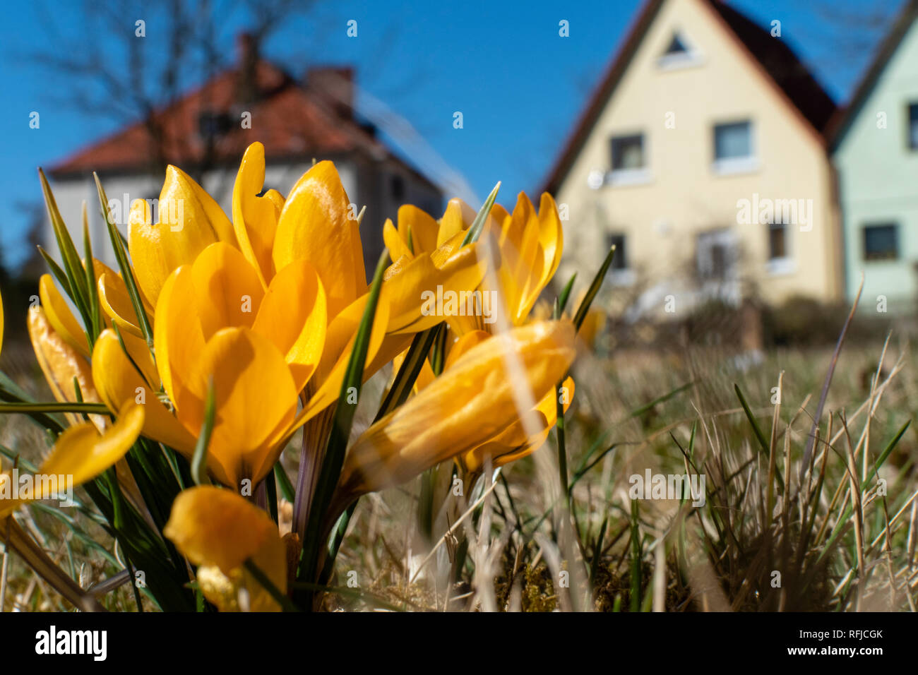 Yellow blossoms of crocuses (Colchicum autumnale) on a meadow in the ...