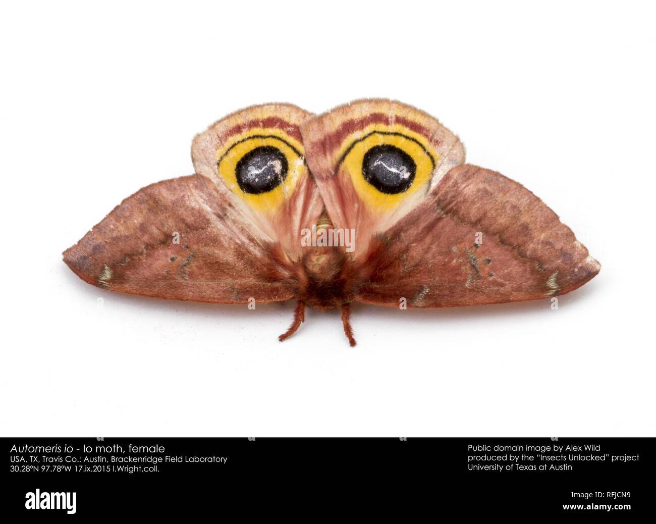 Automeris Io High Resolution Stock Photography and Images - Alamy