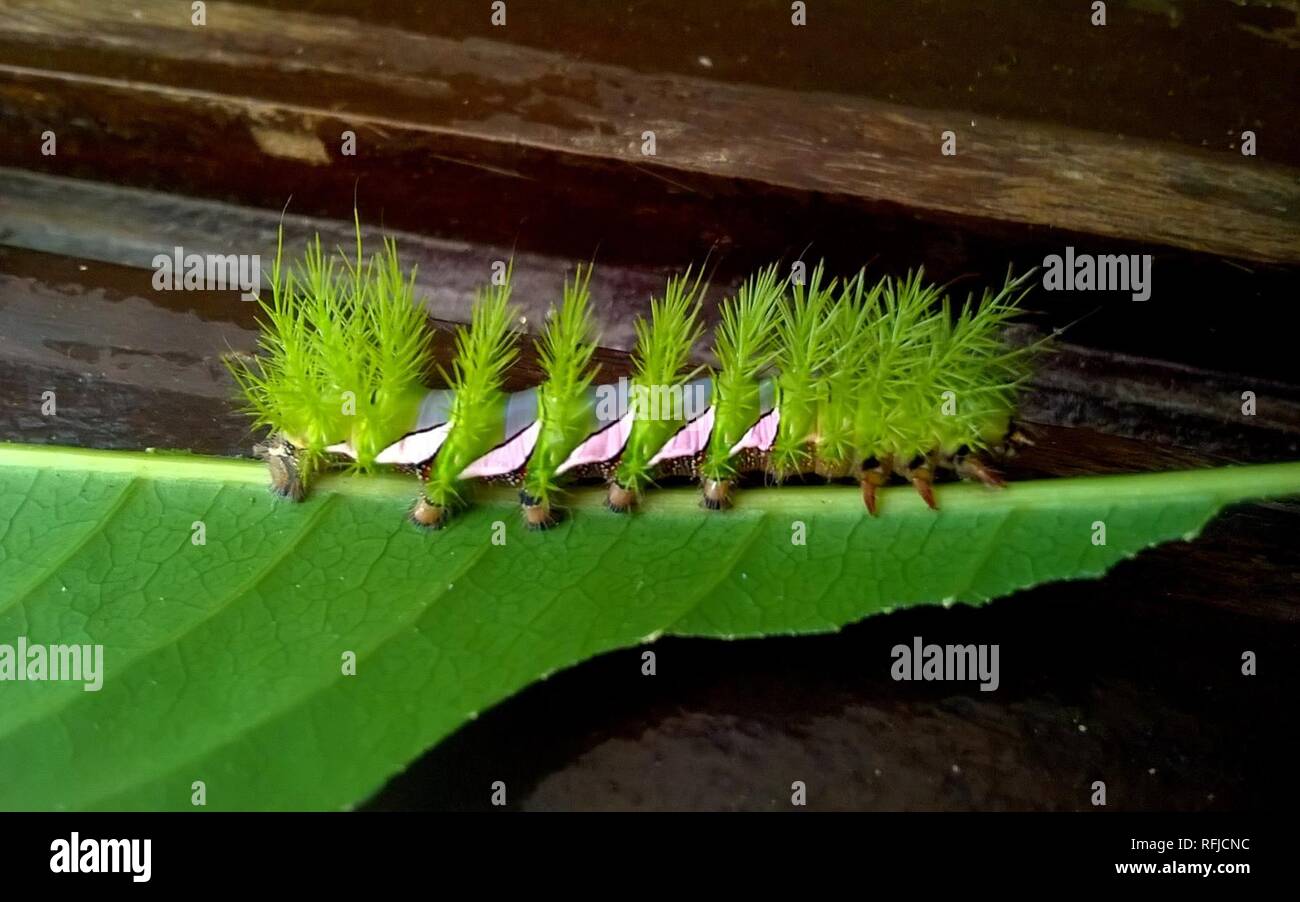 Automeris naranja hi-res stock photography and images - Alamy