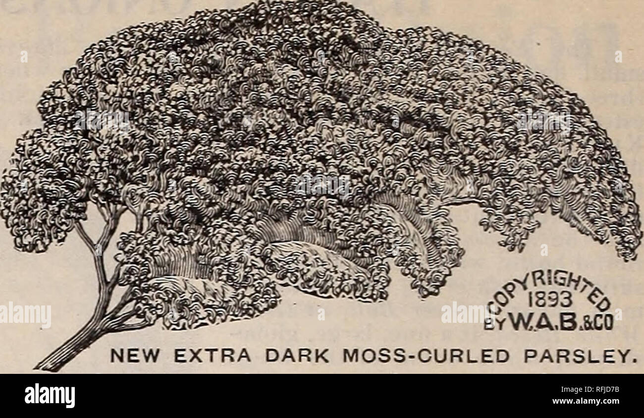 Cluster of onion plants hi-res stock photography and images - Alamy