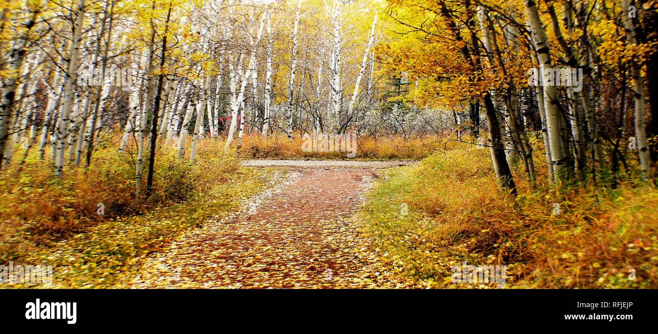 Autumn Calgary, Alberta; October 2007 Stock Photo - Alamy