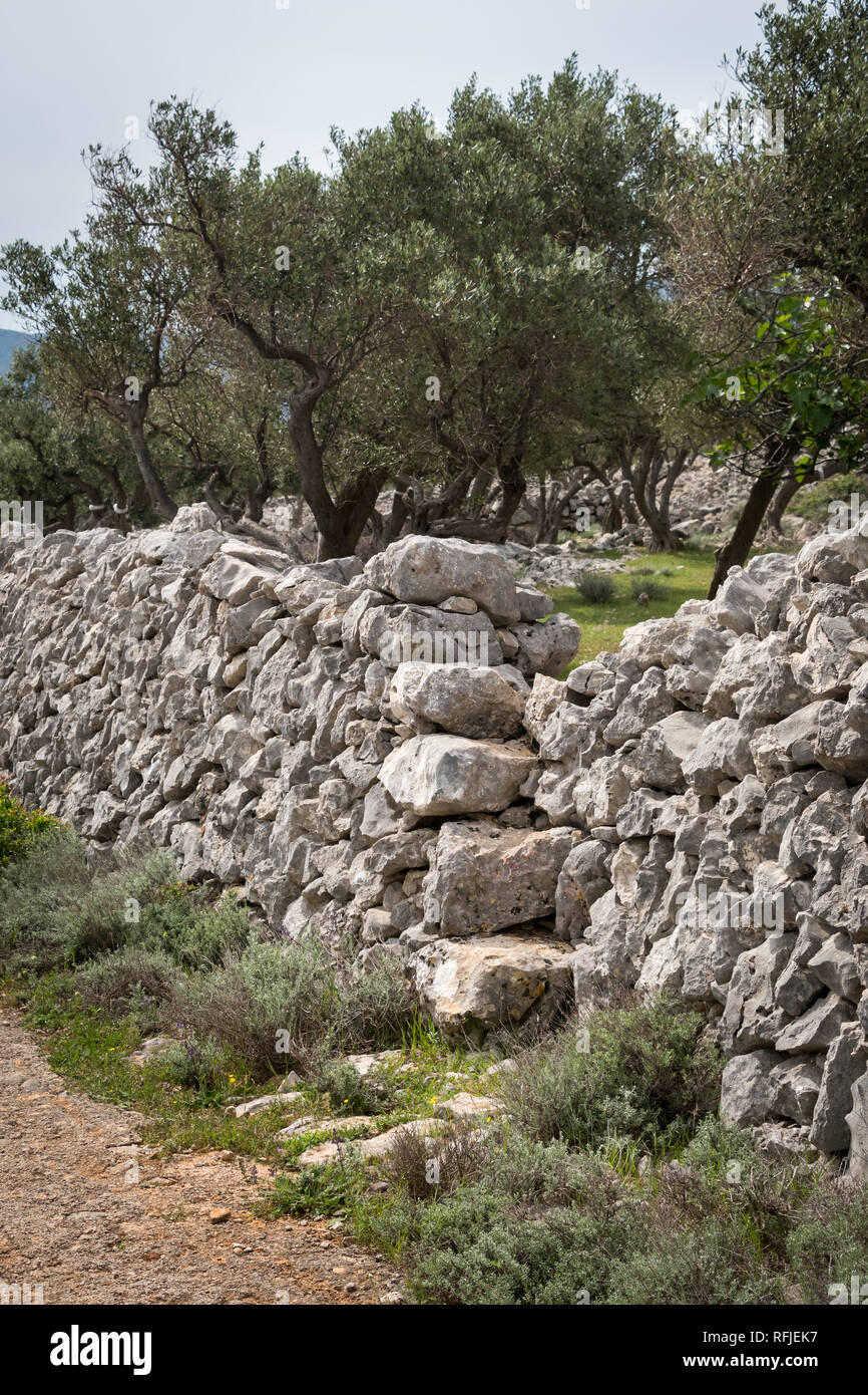 Olive grove, stone walls and stairs near the city of Cres, Croatia ...
