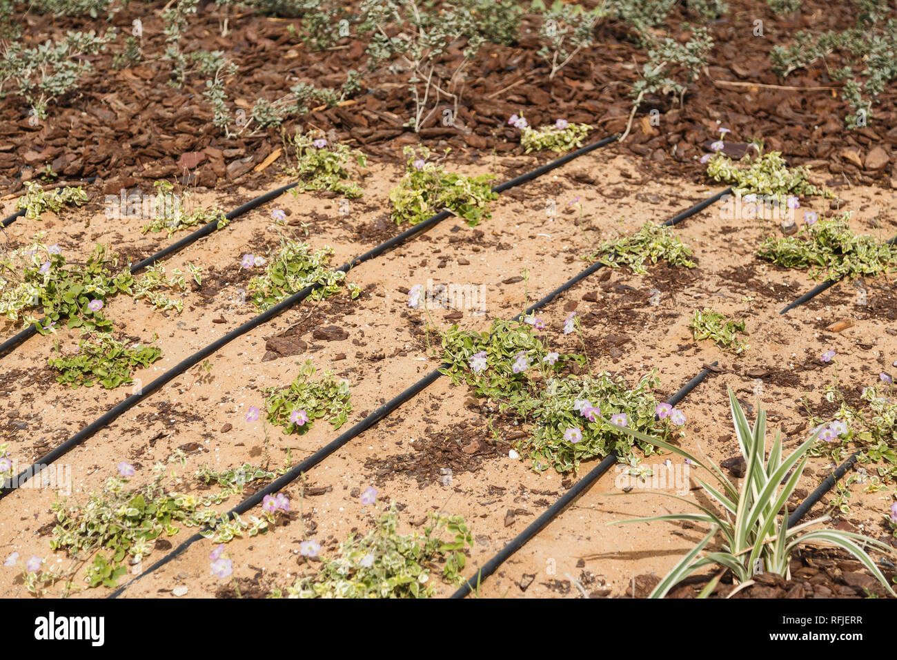 irrigation sand and plant in desert Stock Photo - Alamy