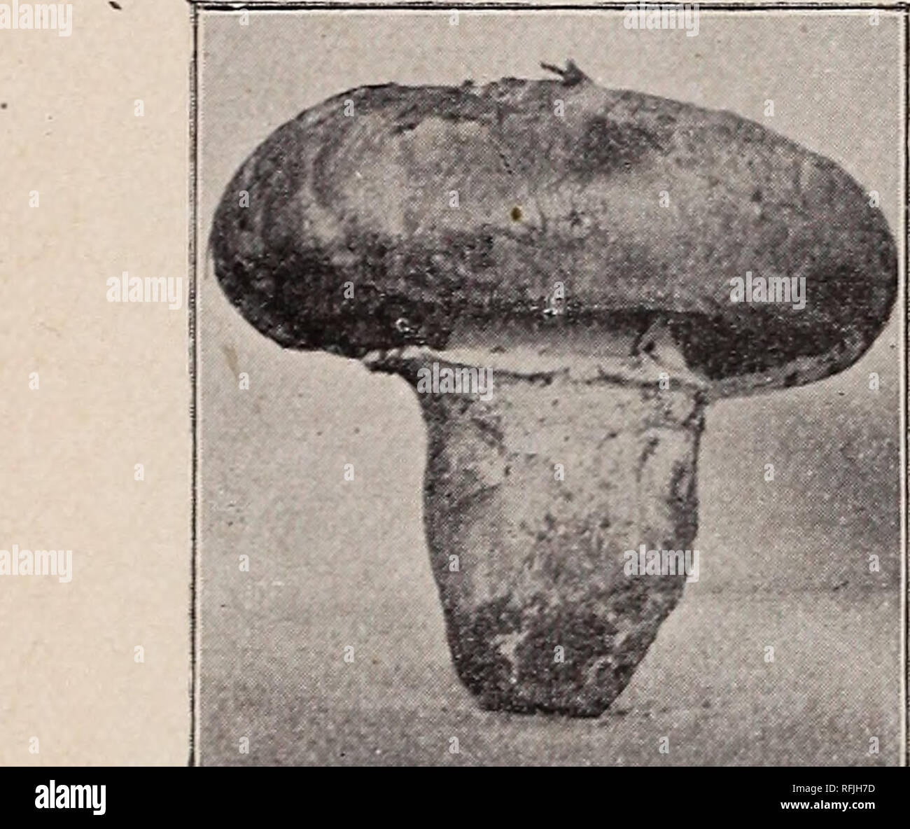 . Observations on recent cases of mushroom poisoning in the District of ...