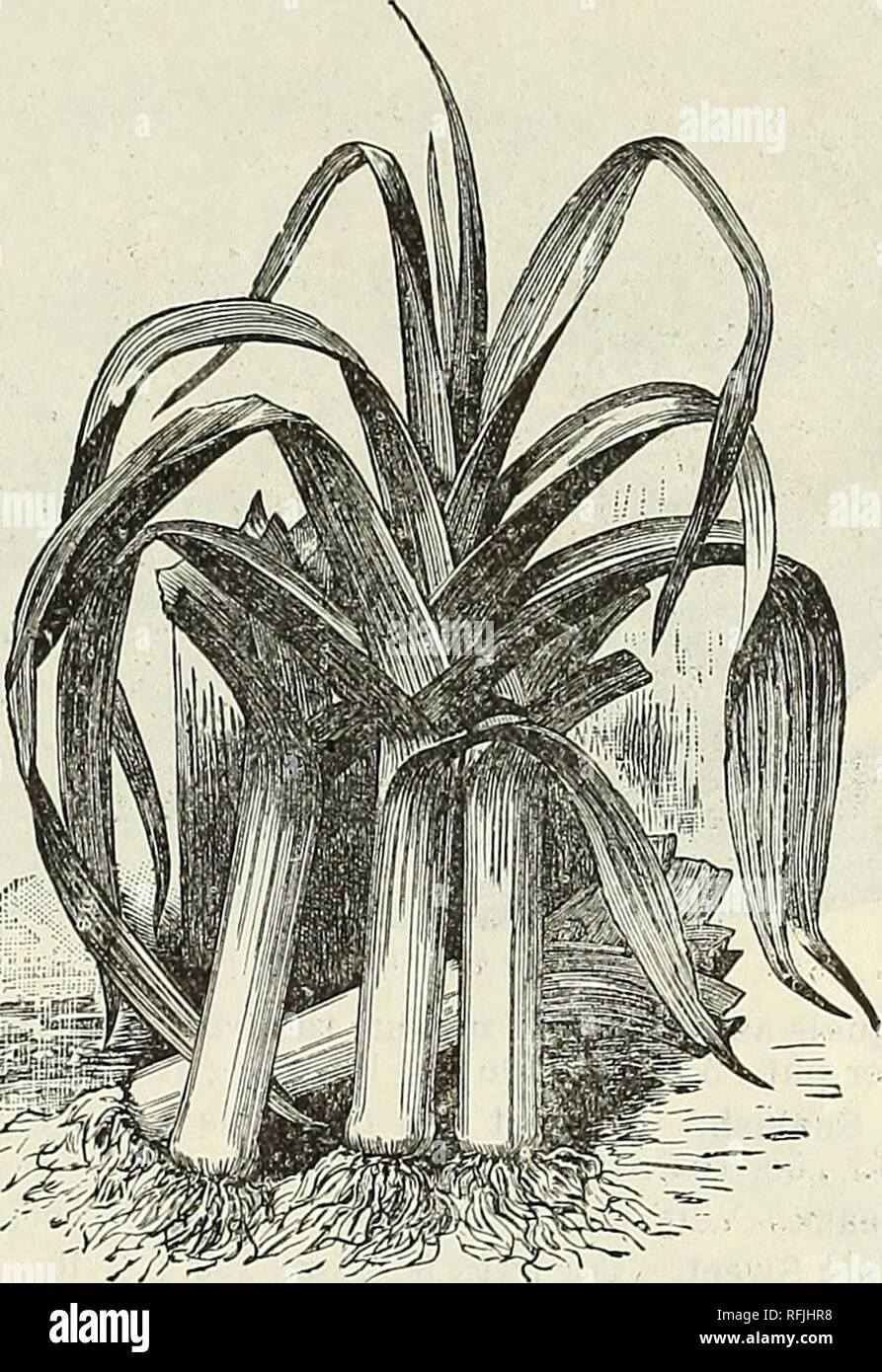 Walter melon hi-res stock photography and images - Alamy