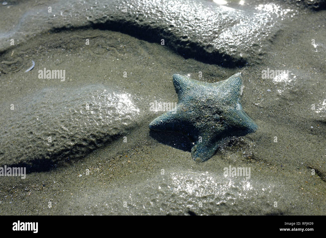 Star Fish on the beach Stock Photo - Alamy