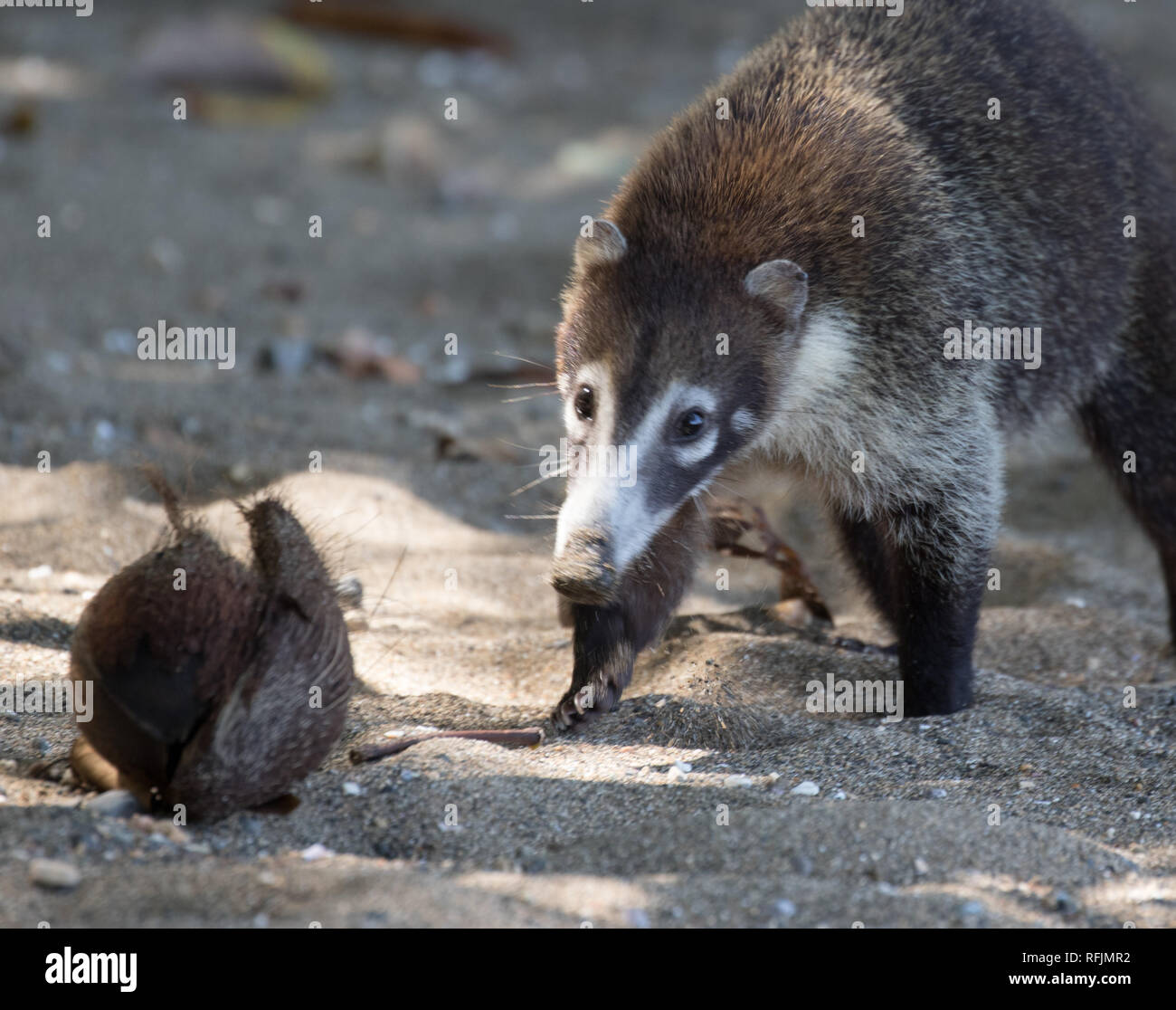 White-nosed Coati (Nasua narica Stock Photo - Alamy