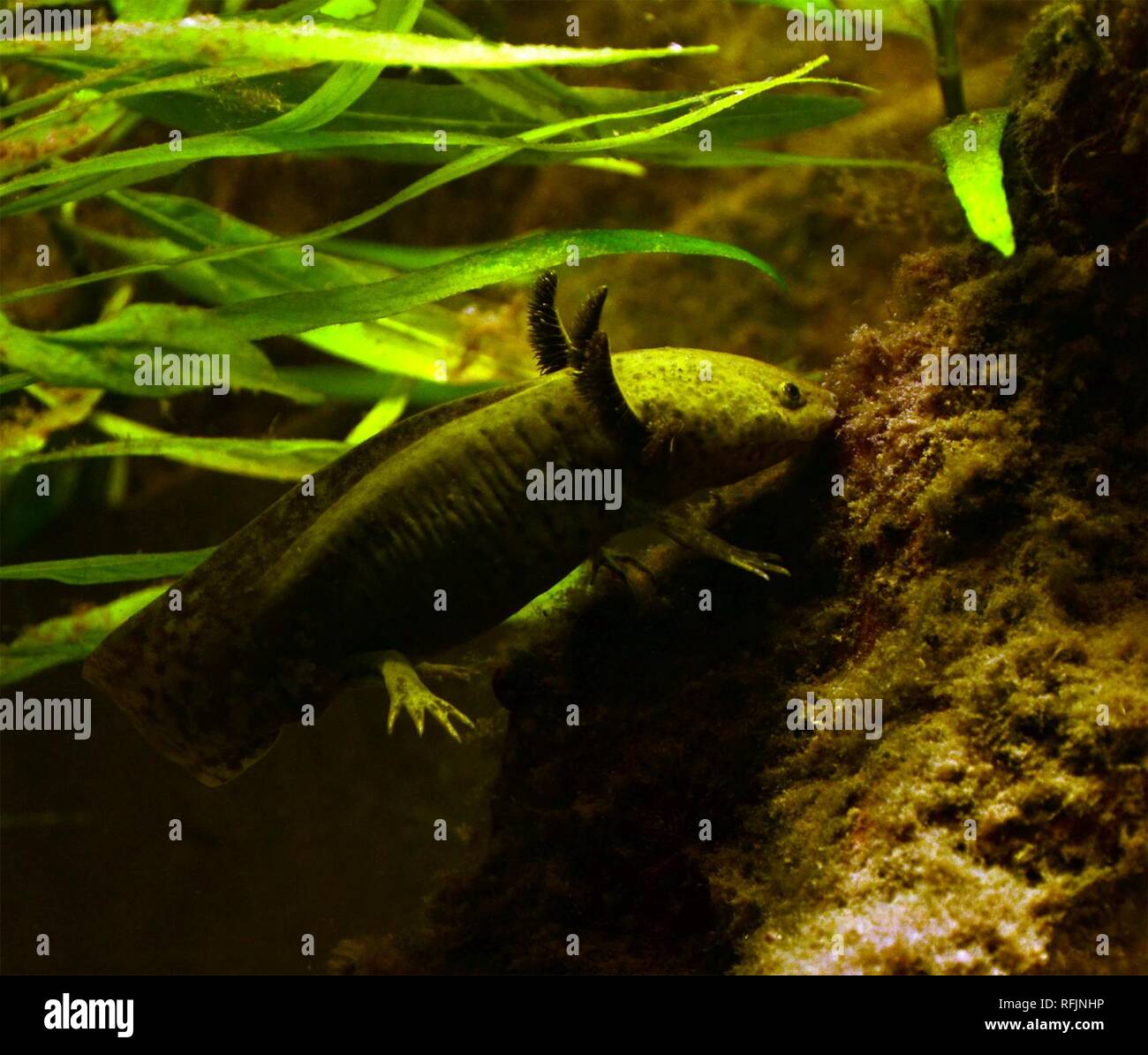 Axolotl ambystoma mexicanum hi-res stock photography and images - Alamy