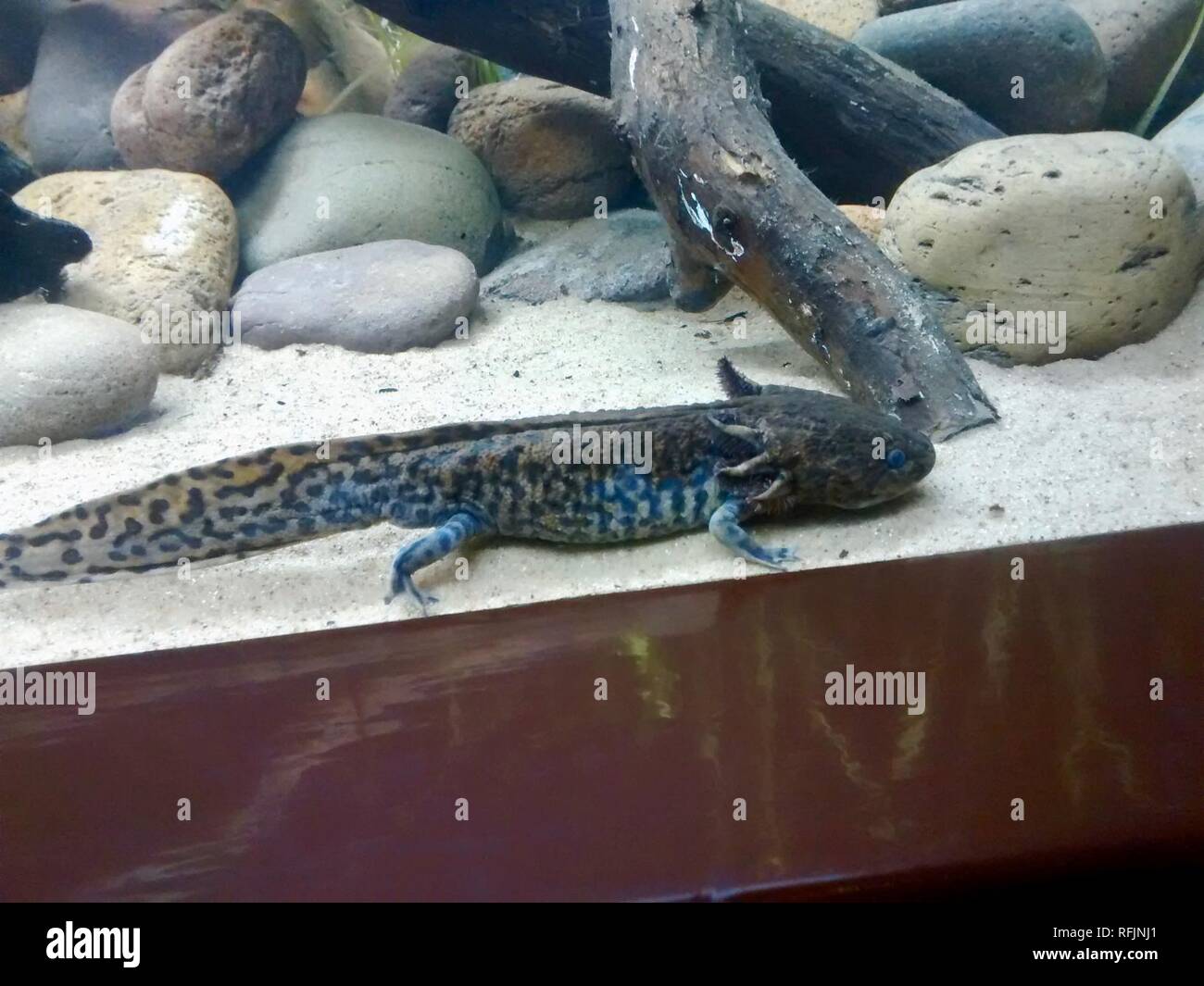 Axolotl aquarium hi-res stock photography and images - Alamy