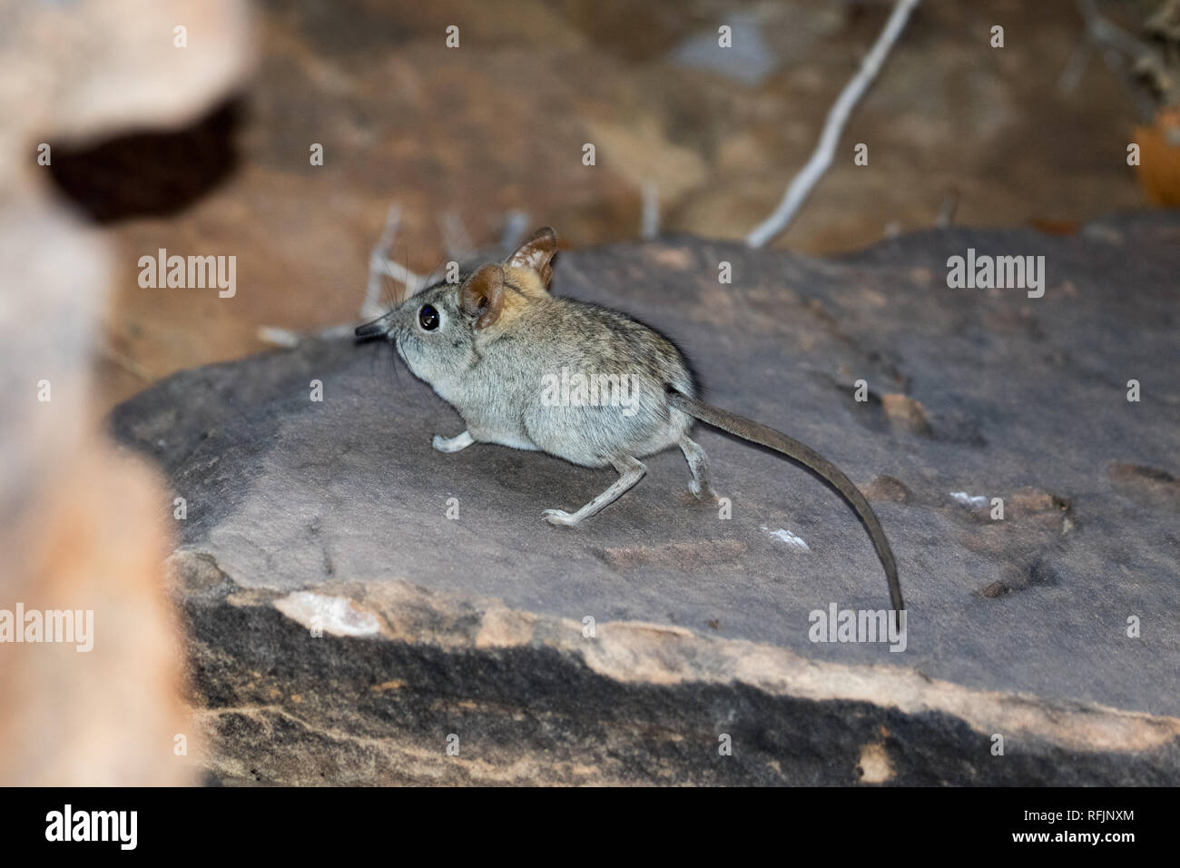 Macroscelidea hi-res stock photography and images - Alamy