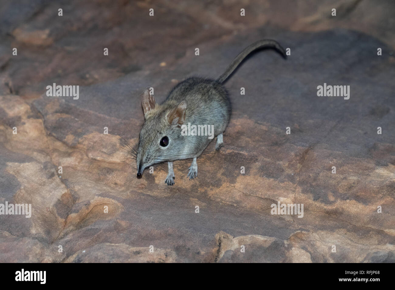 Macroscelidea hi-res stock photography and images - Alamy