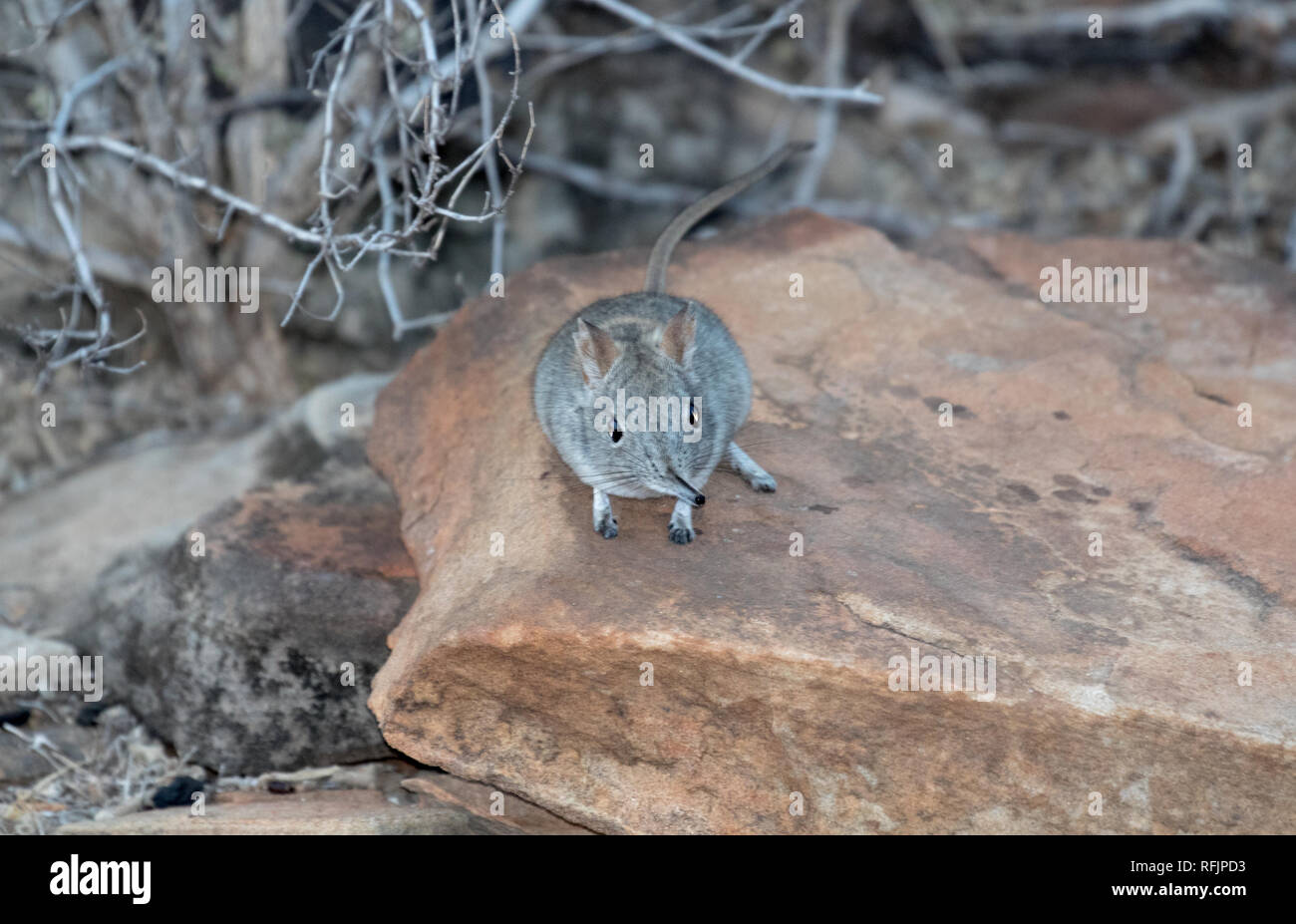 Elephant Shrew (order Macroscelidea Stock Photo - Alamy