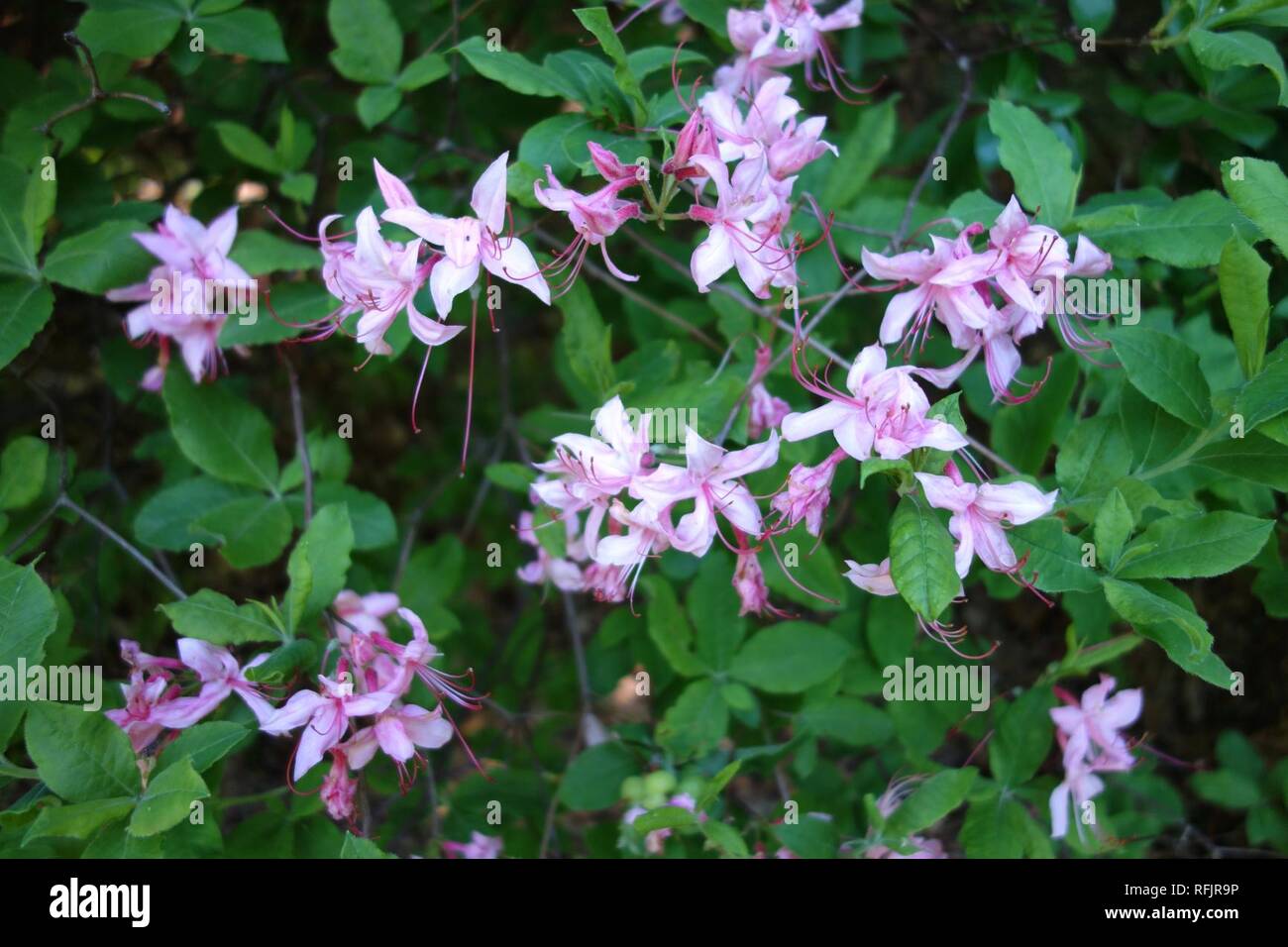 Azalea nudiflora var. canescens (Rhododendron canescens) - Arnold ...