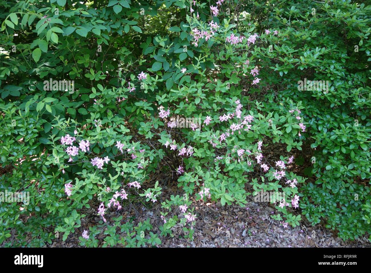 Azalea nudiflora var. canescens (Rhododendron canescens) - Arnold ...