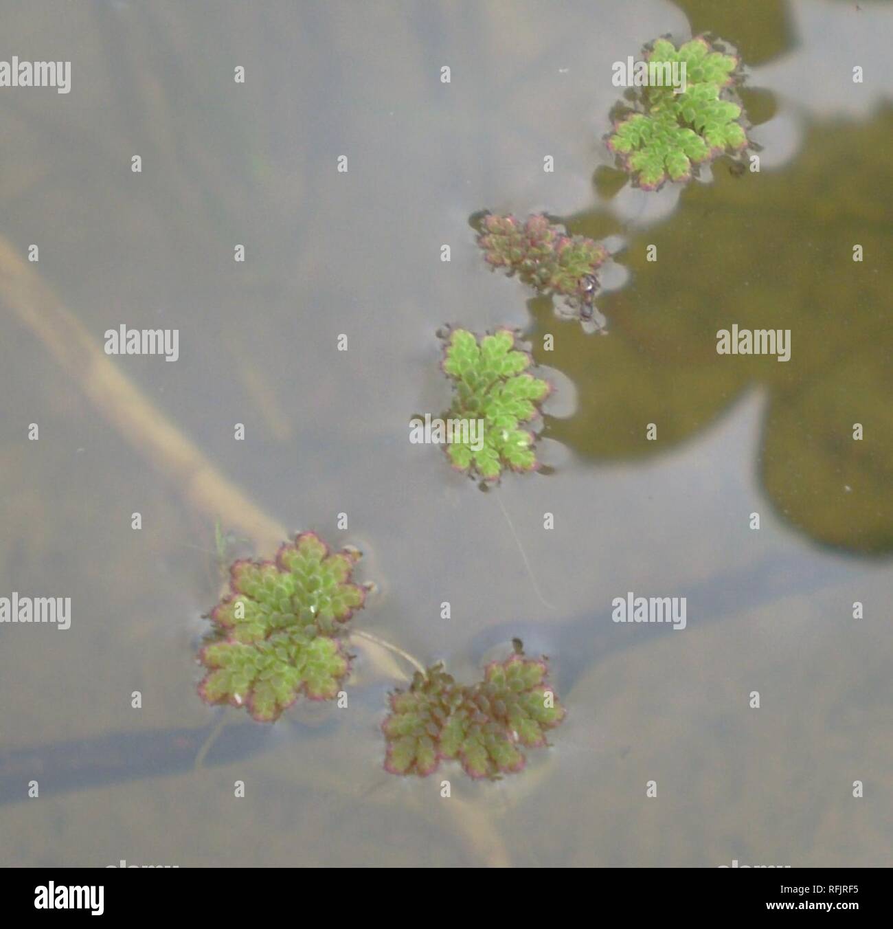 Azolla japonica crop Stock Photo - Alamy