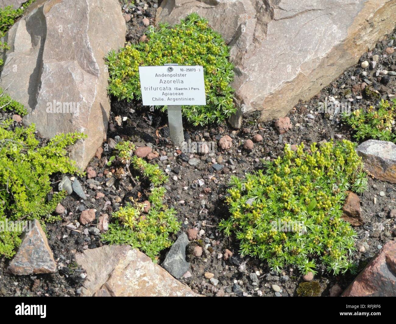 Azorella Trifurcata High Resolution Stock Photography and Images - Alamy