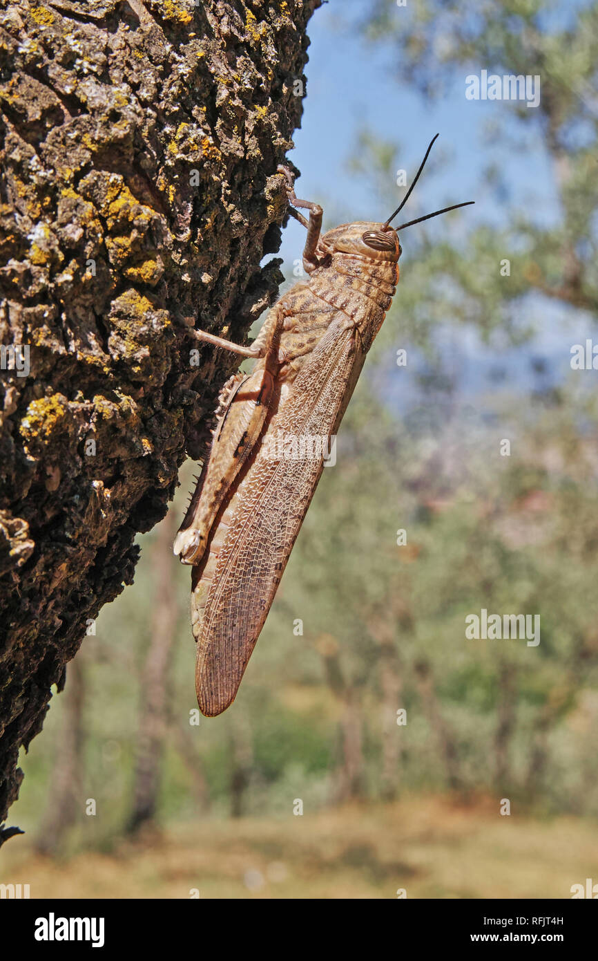 Egyptian countryside hi-res stock photography and images - Alamy