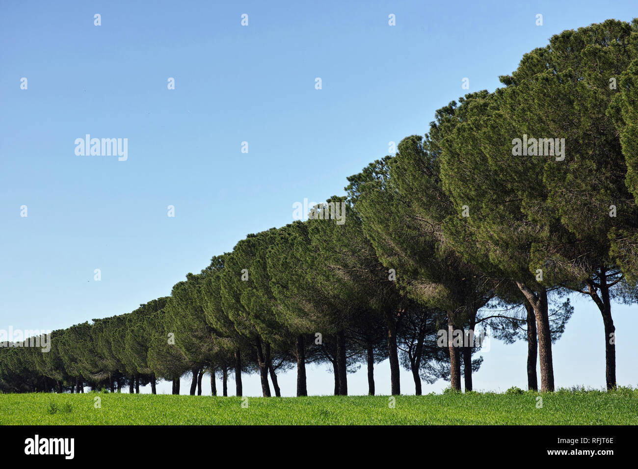 Roman Pine Tree High Resolution Stock Photography and Images - Alamy