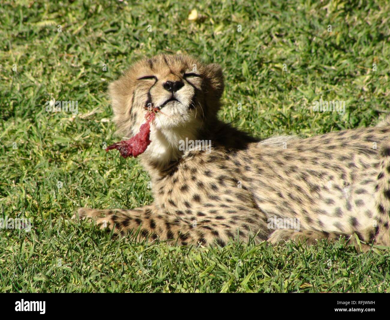 Baby Cheetah Eating Meat Stock Photo - Alamy
