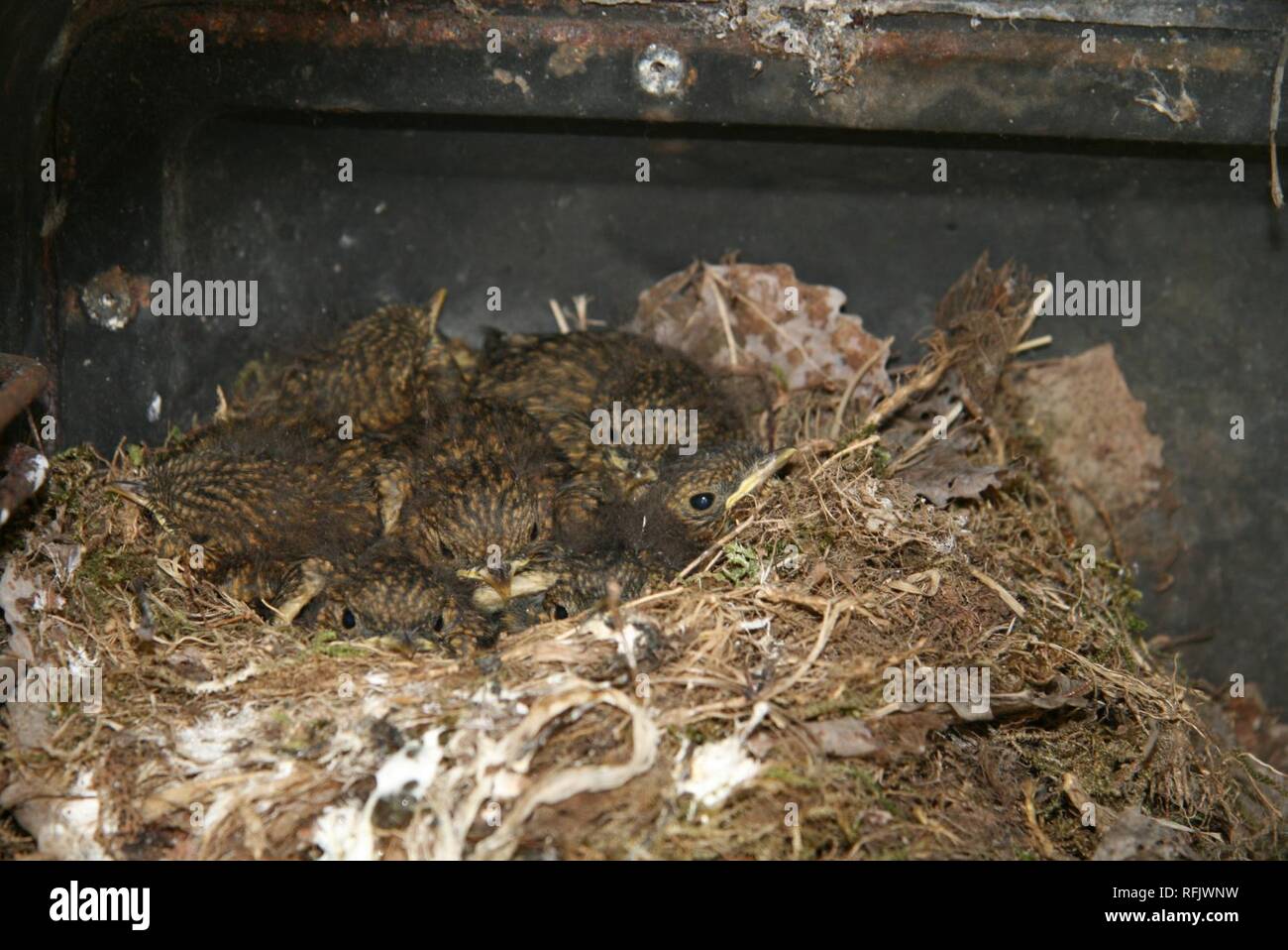 Baby European robins in a nest Stock Photo - Alamy