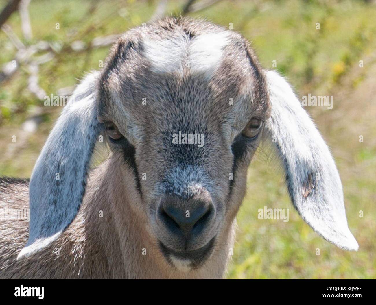 Baby Goat face in Margarita Island Stock Photo - Alamy
