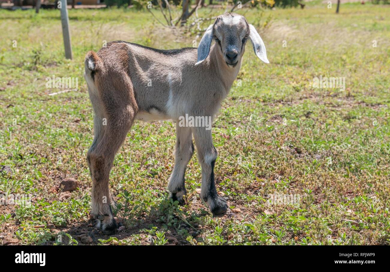 Baby Goat in Margarita Island Stock Photo - Alamy