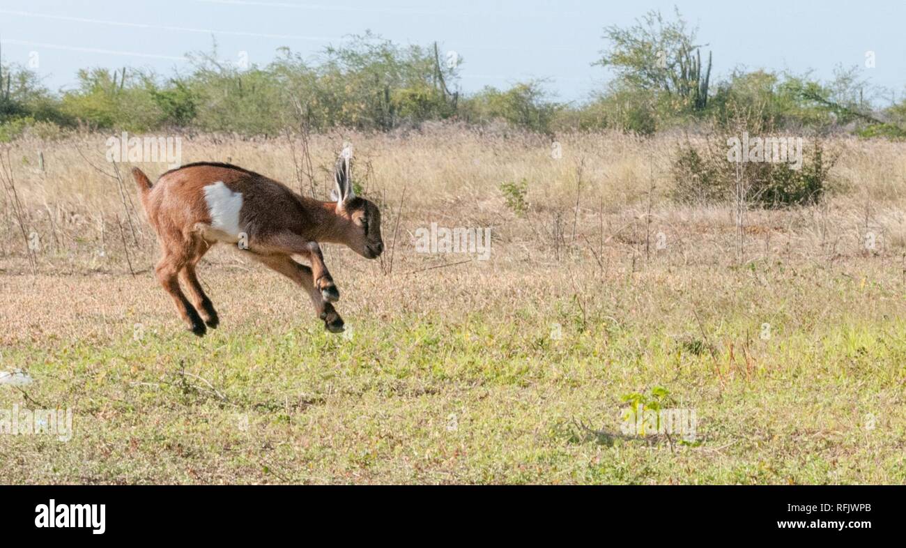 Baby goat jumping Stock Photo - Alamy