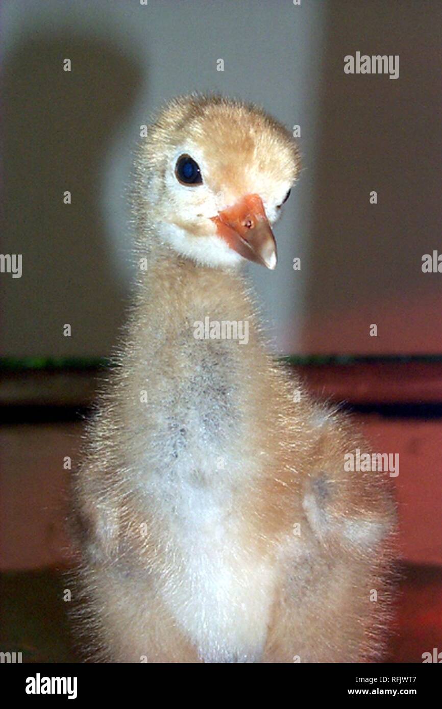 Baby Whooping Crane (10607372045 Stock Photo - Alamy