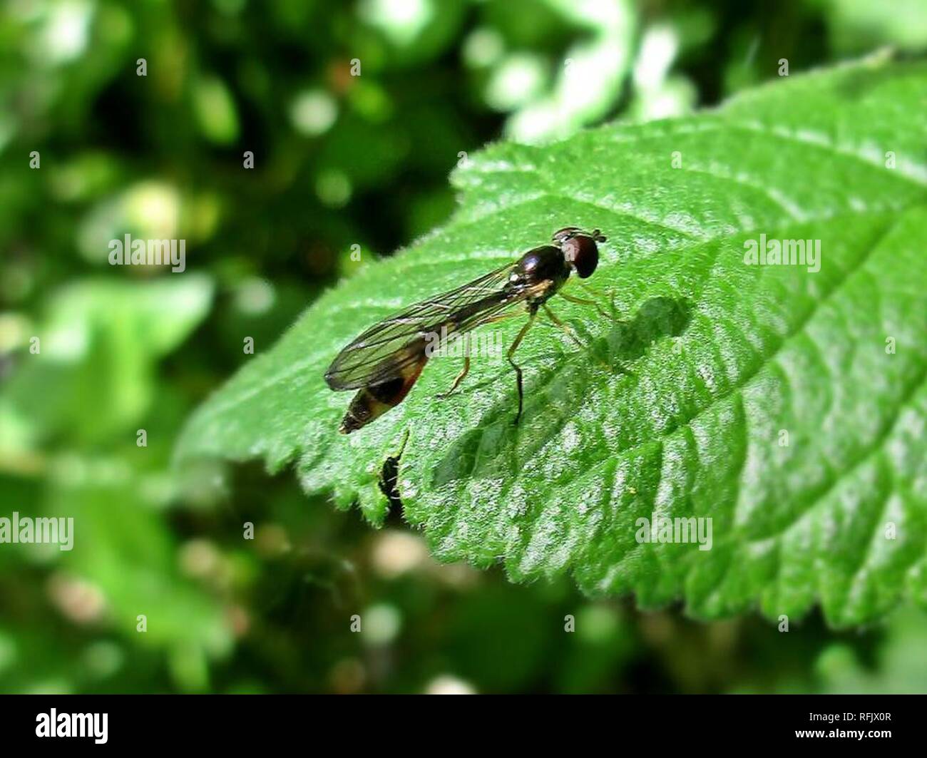 Baccha High Resolution Stock Photography and Images - Alamy