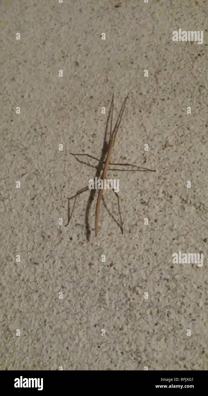 Bacillus rossius hi-res stock photography and images - Alamy