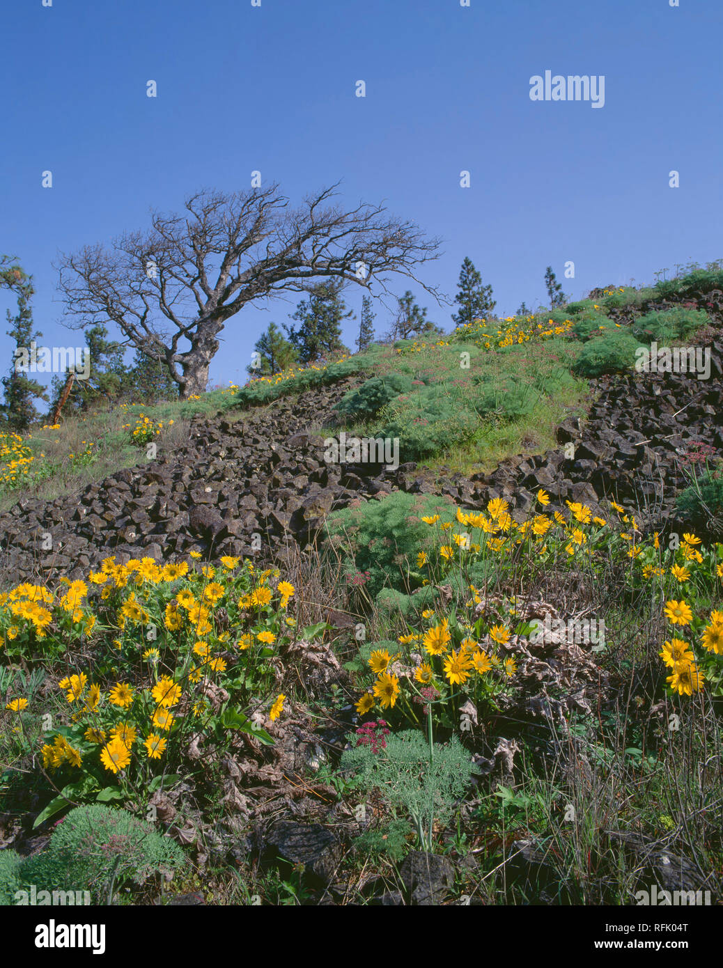 USA, Oregon, Columbia River Gorge National Scenic Area, Balsamroot ...