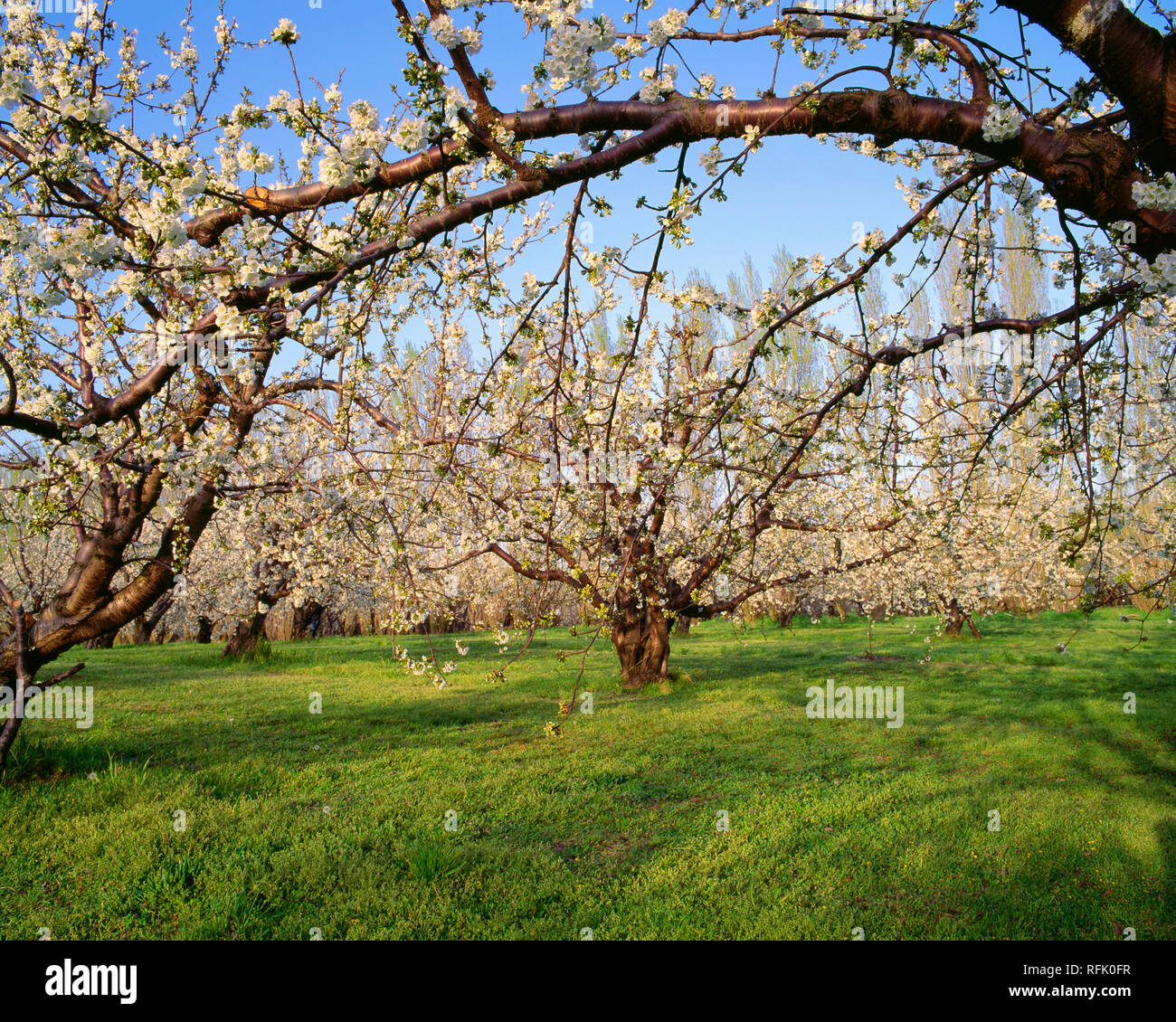 USA, Oregon, Columbia River Gorge, Fruit orchard in full bloom near ...
