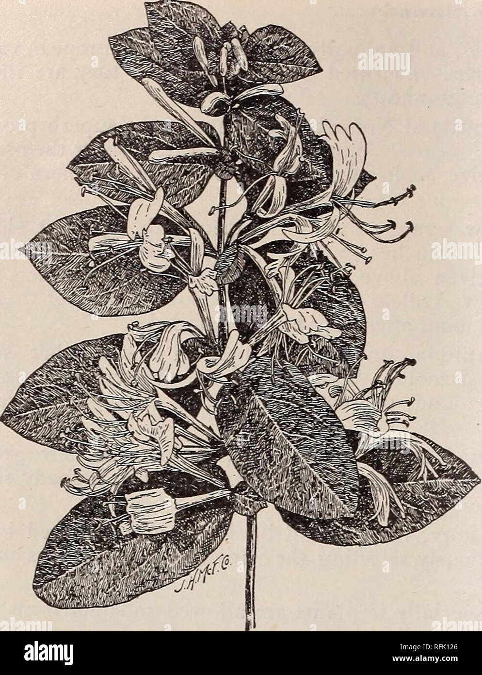 . Fruitland Nurseries 1900. Nurseries (Horticulture) Georgia Augusta ...